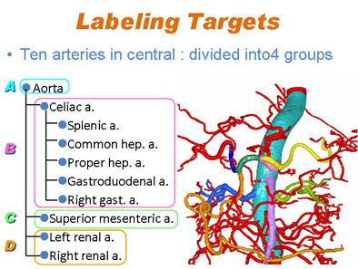 CAD labels abdominal vessels with improved accuracy | AuntMinnieEurope