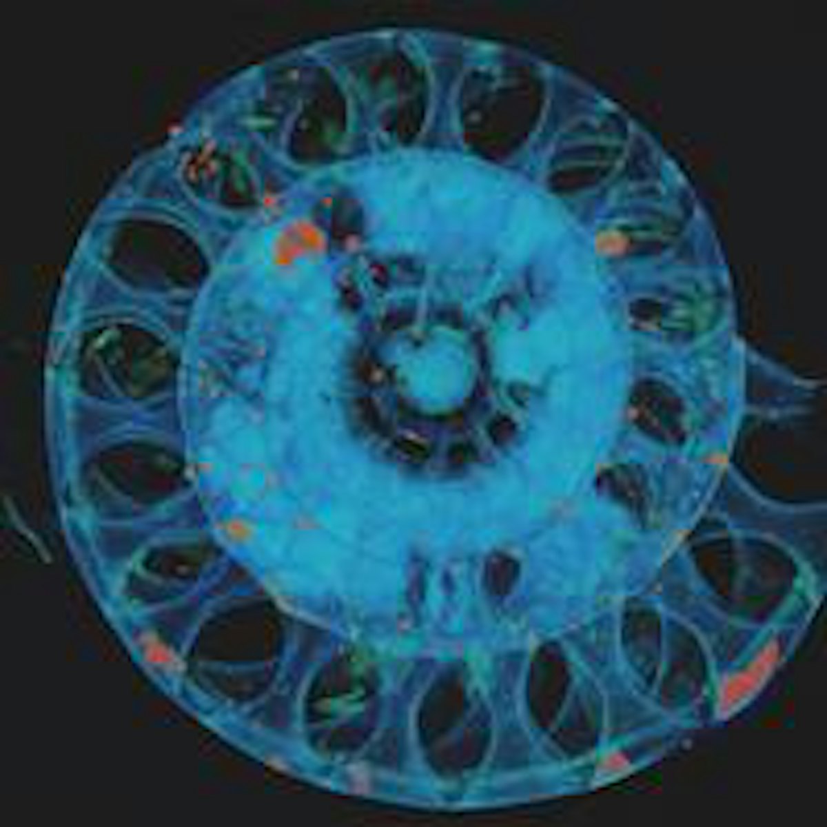 CT reveals ancient ammonite fossils' secrets | AuntMinnieEurope