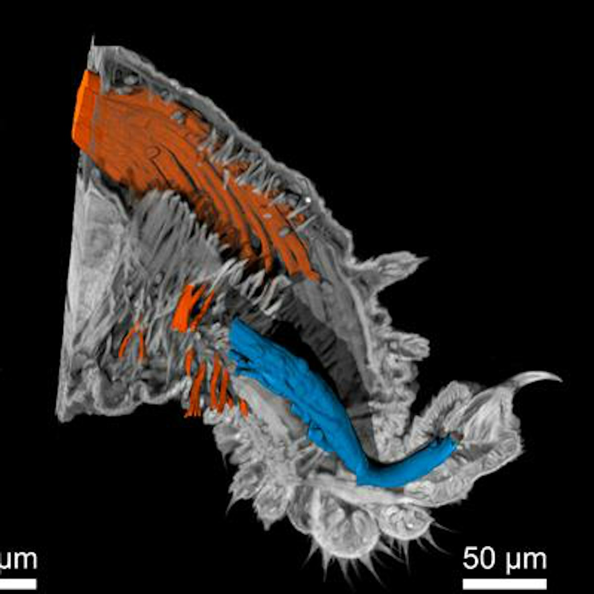 Has the worm turned? Nano-CT can find out | AuntMinnieEurope