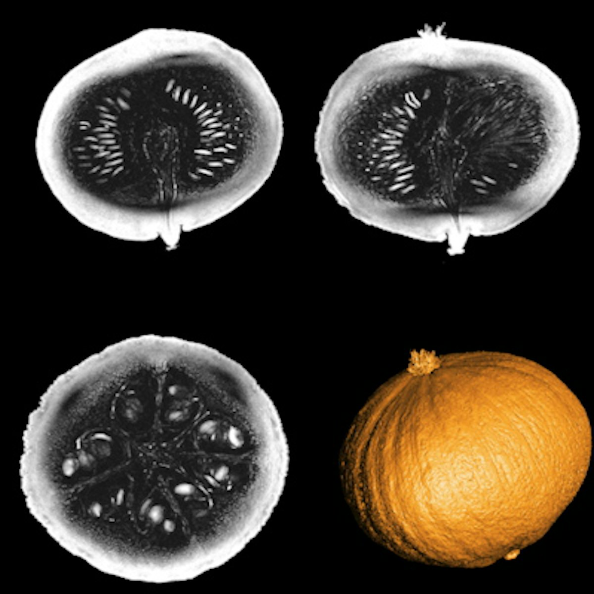 11.7T MRI scanner produces 1st images in time for Halloween ...