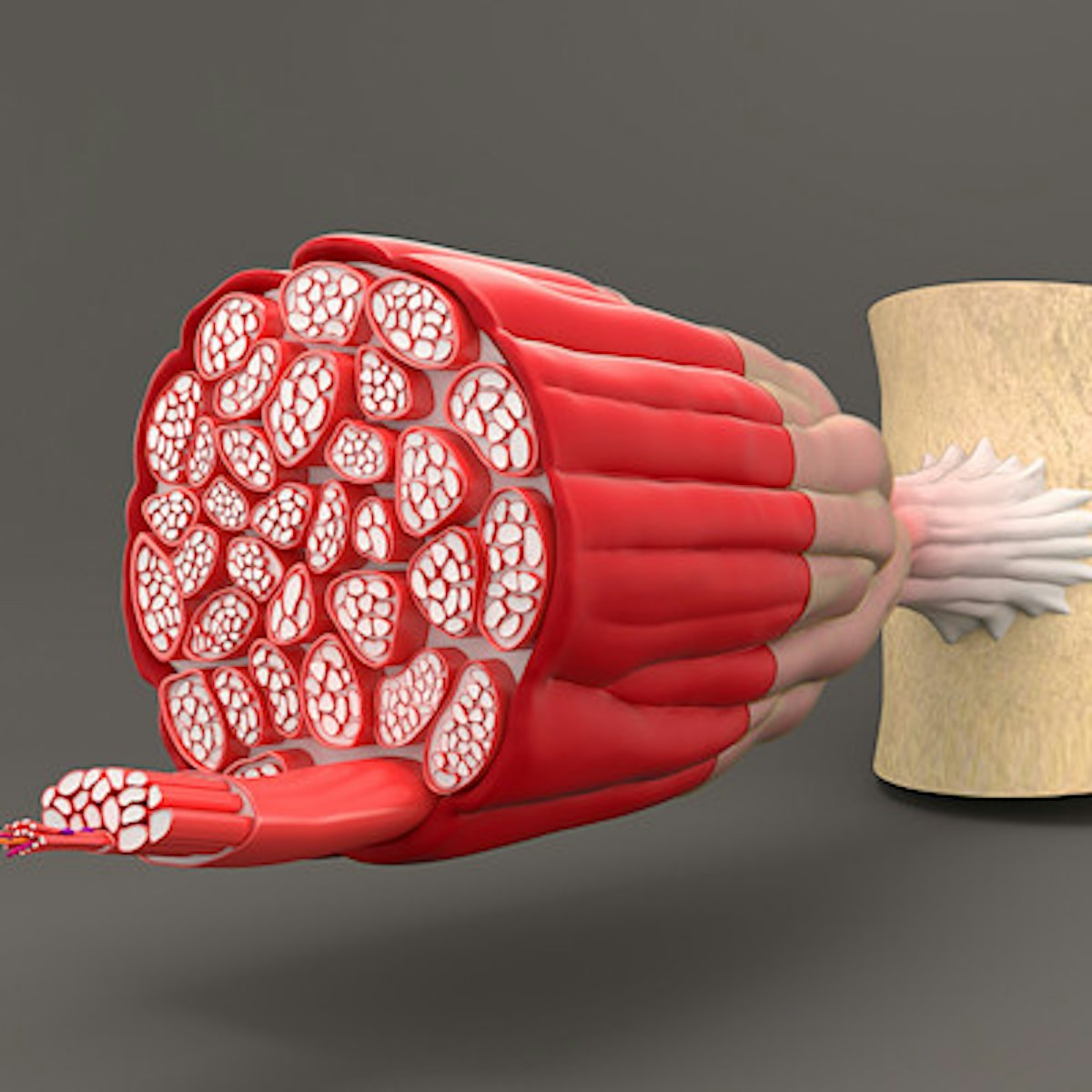 SERAM highlights growing trend in muscle tears | AuntMinnieEurope